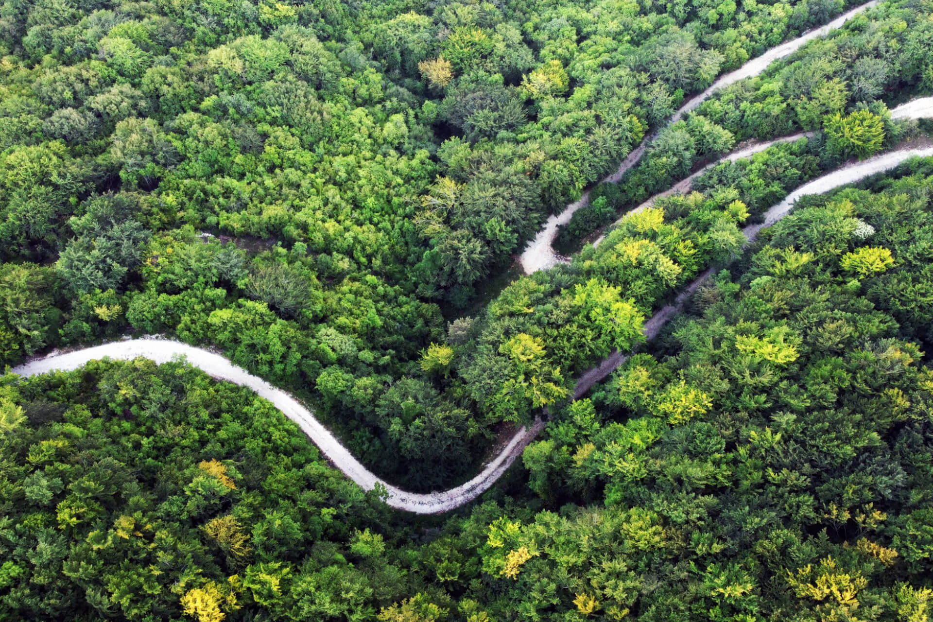 FOREST MANAGEMENT WITH PHYSICAL ASSET MANAGEMENT PRINCIPLES - atom group